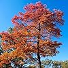 Amazon.com : 2 Sassafras Trees - 10-16" Tall Live Plants - Common ...