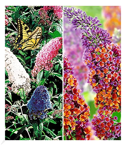 Sommerflieder Sorten – Die 15 besten Produkte im Vergleich - www.haus ...