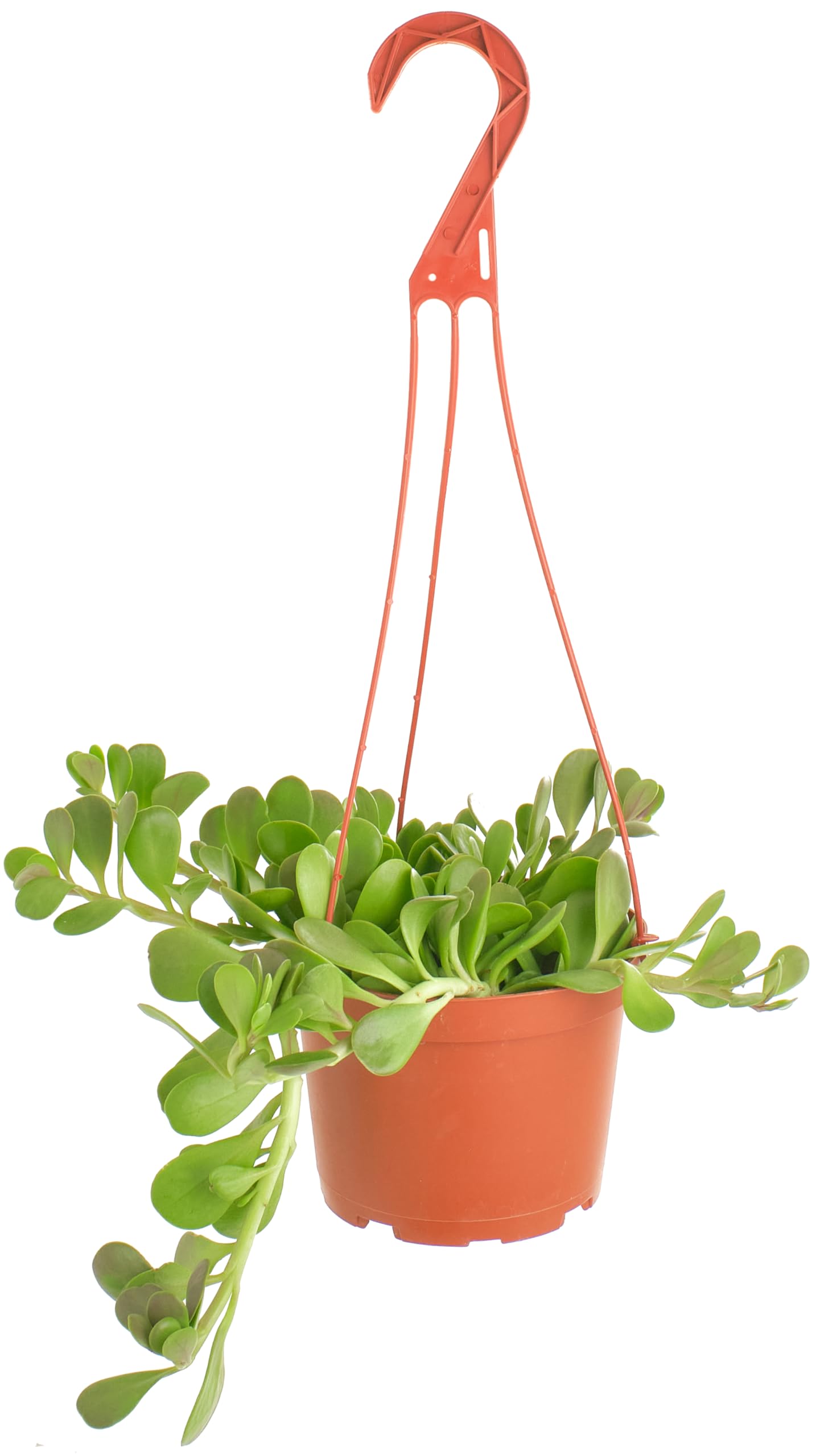 Trailing Succulent Plant Identification