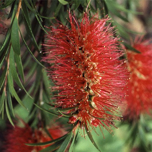 Plants Point Dwarf Bottle Brush Profuse Flowering Callistemon Captain ...