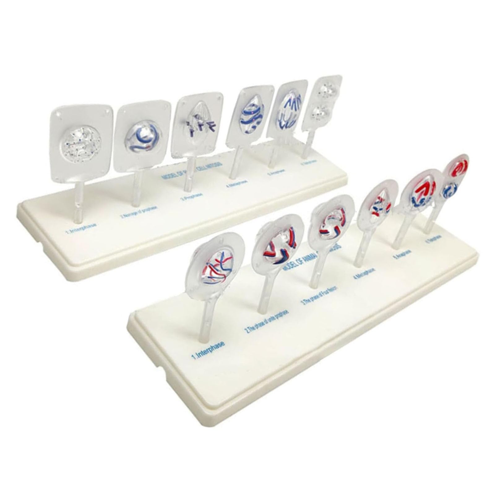 Mitose Dierlijke Cel Cellen Celcyclus Nationale Vereniging