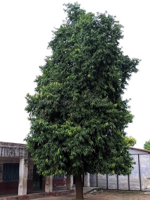 Vindhya ™ Ashok Tree Plant/Saraca asoca/Sita Ashok/सीता अशोक पौधा ...