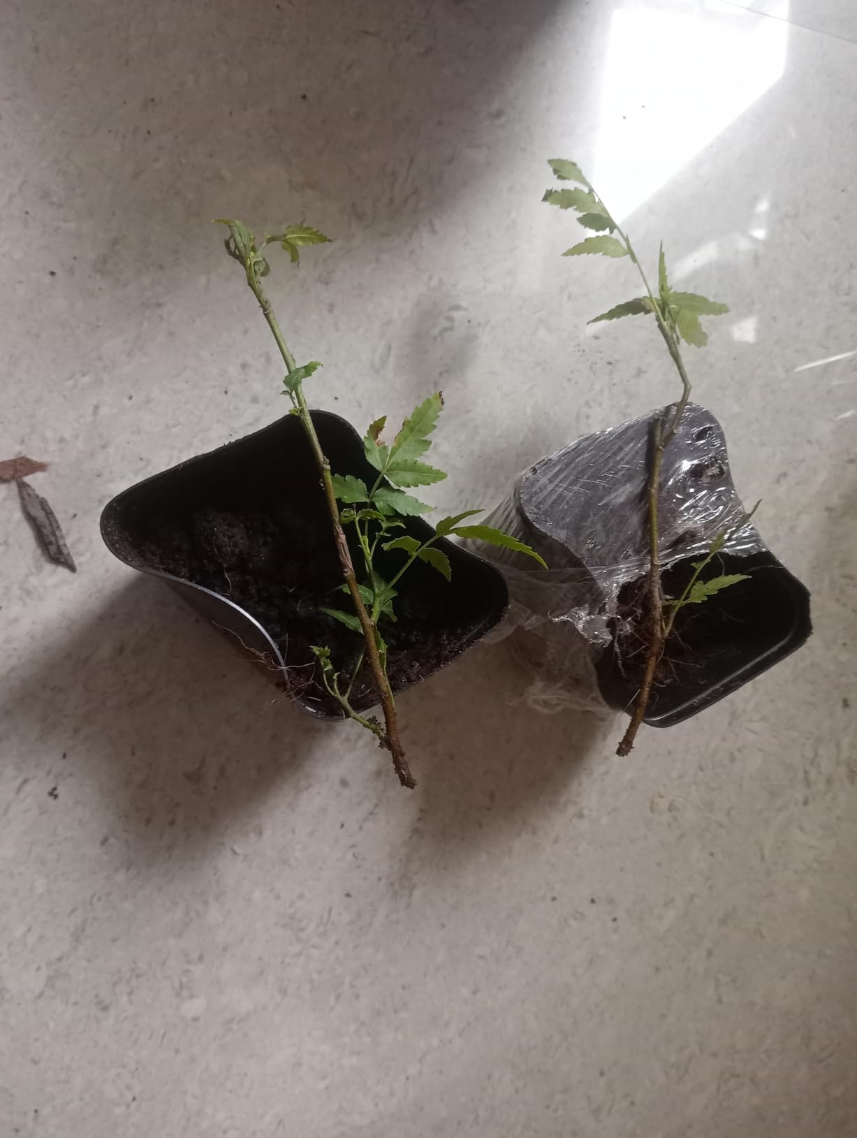 Siam Garden Neem Tree (Azadirachta indica) Live Medicinal Plant Free ...