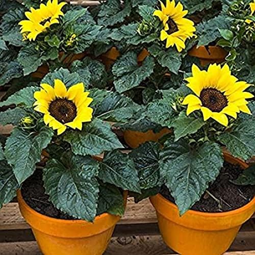 30 Miniature Pygmy Sunflower Flower Seeds Helianthus Annuus Incredible ...