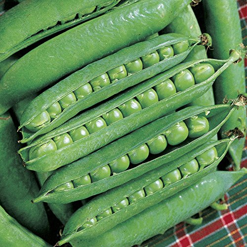 Creative Farmer Vegetable Seeds Kabli Chole/Mattar Seeds - Peas Seeds ...
