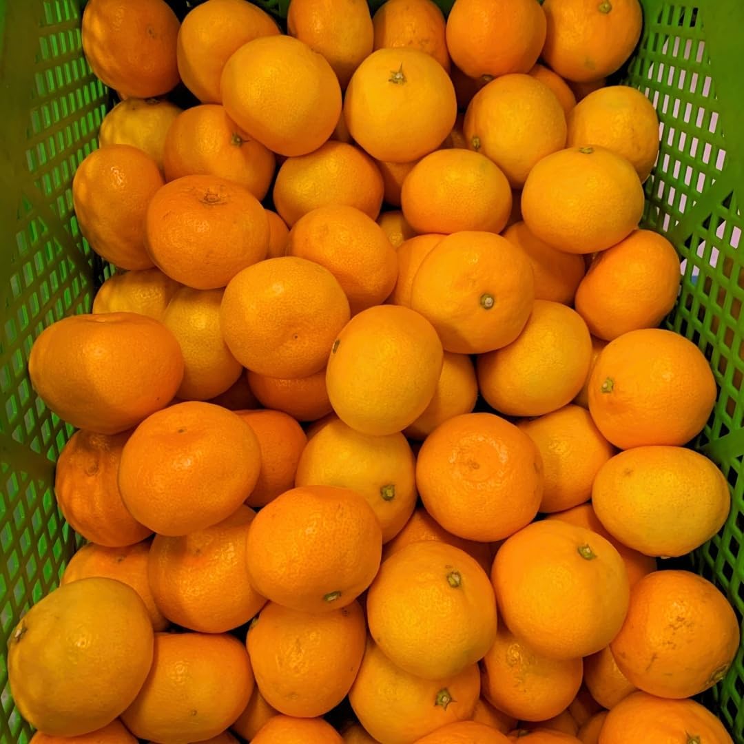 Amazon.co.jp: 【先行予約】とにかく小玉 みかん 箱込10kg(内容量9.2kg) 2Sサイズ以下 秀品 優品 混合 和歌山県産 有田みかん 産地直送 家庭用 冬みかん 2025年 ...