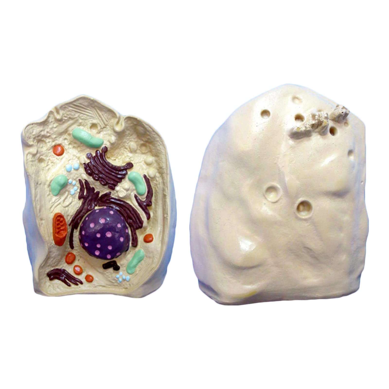 Buy Medical Education Animal Cell Model - Cell Anatomy Model Animal ...