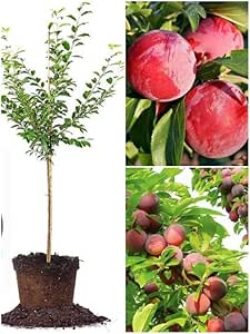Live Fruit Plum Plant Dwarf Rare Hybrid Aloo Bukhara Tropical - Healthy ...