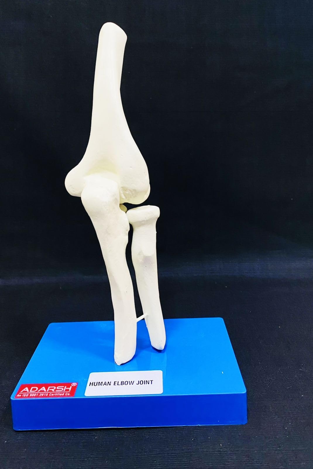 AI-Human Elbow Joint Model | Anatomically Accurate, Orthopedic Model ...