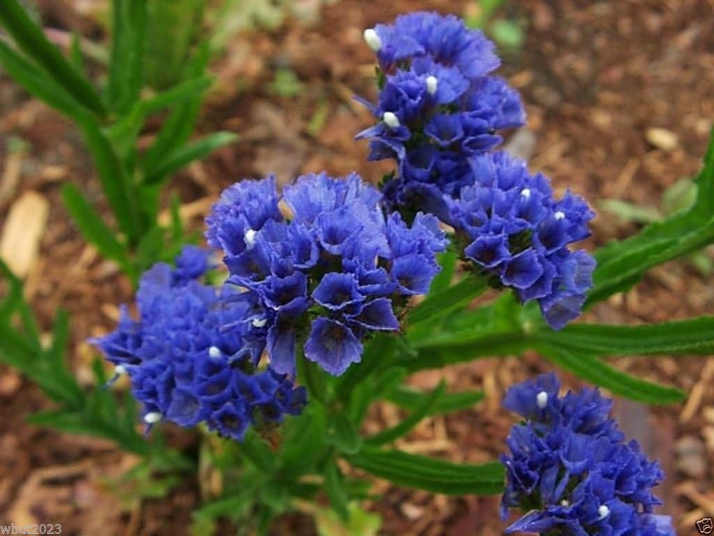 Amazon.com : Statice Seeds - Blue, Known As Sea Lavender, Statice, or ...