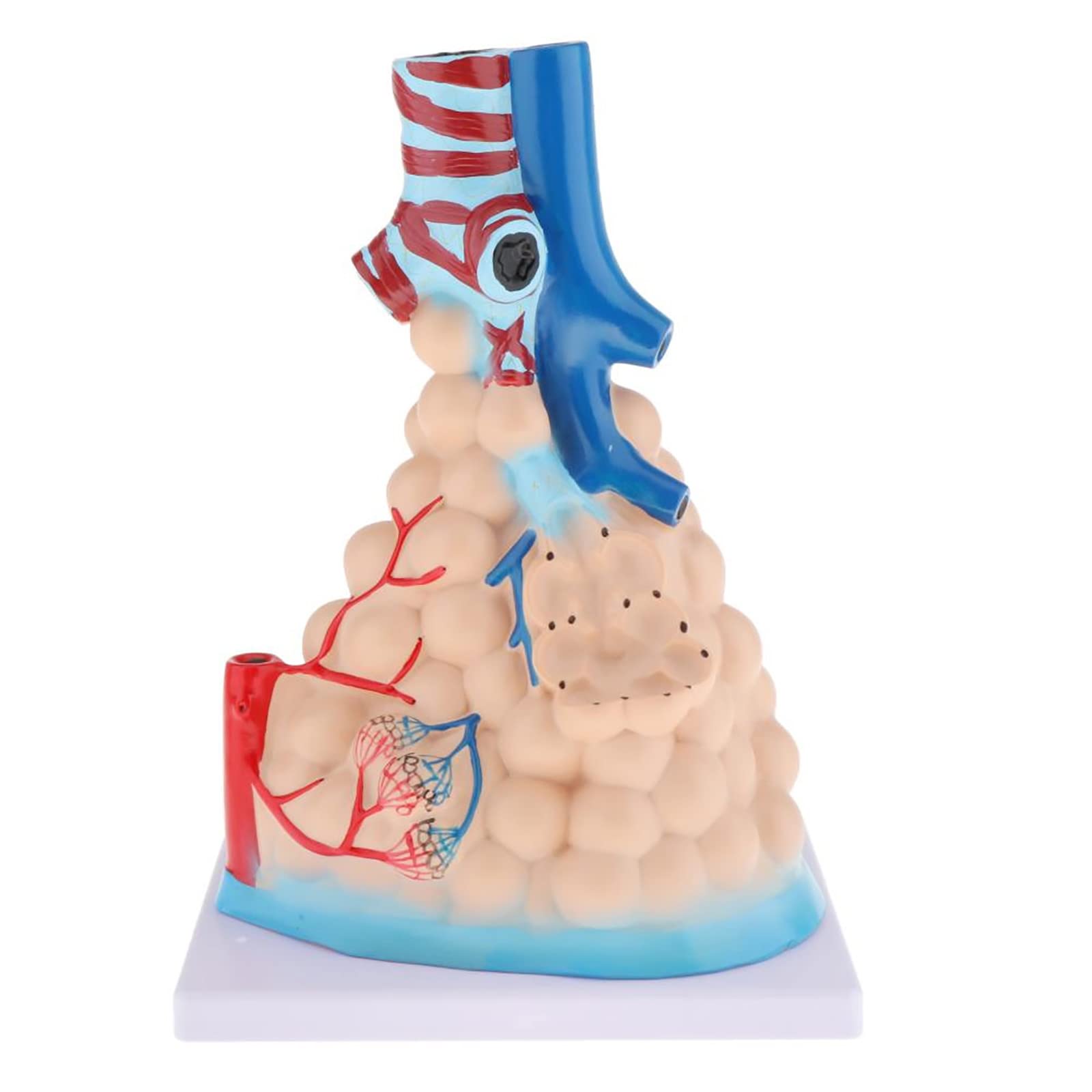 Buy Alveolar Model, Alveolar ment Model Human Anatomy Model, Human ...