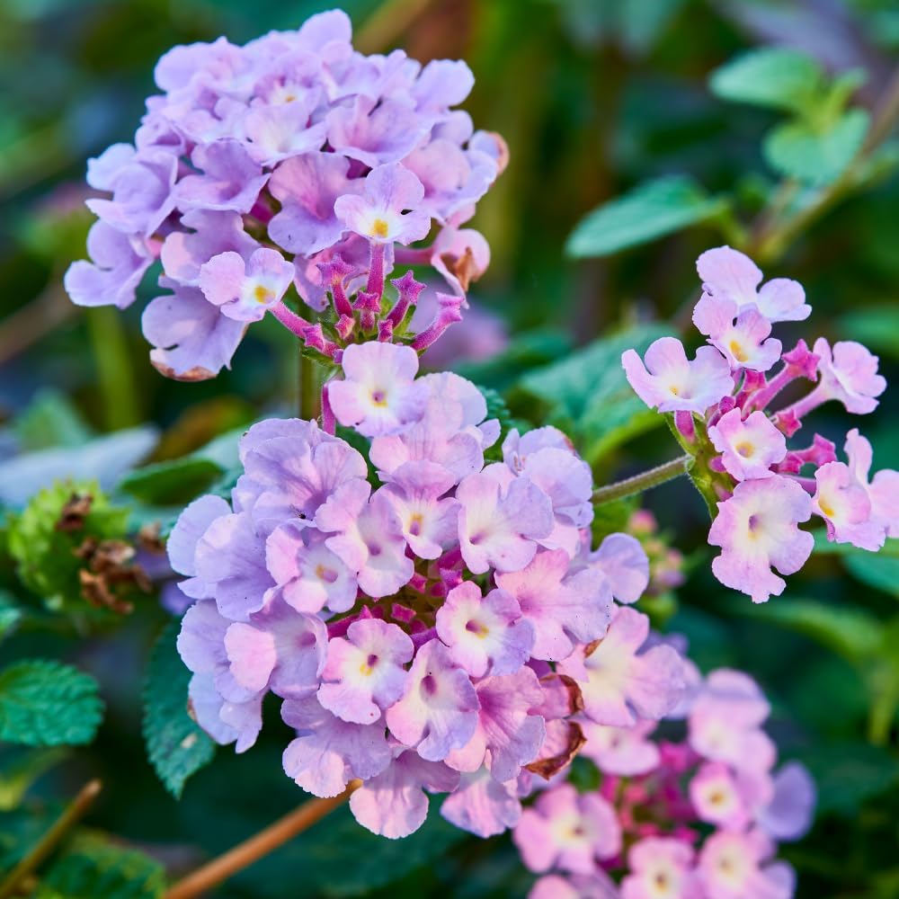 Amazon.com : Pack 4 Trailing Lantana Plants Live for Gardening, 6-9 Inc ...