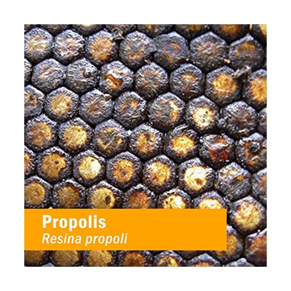 Herb Pharm Propolis Extract for Immune System Support - 1 Ounce ...