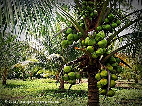 COCONUT PALM MAFIA (MACAPUNO Coconut Tree (Philippines Origin ...