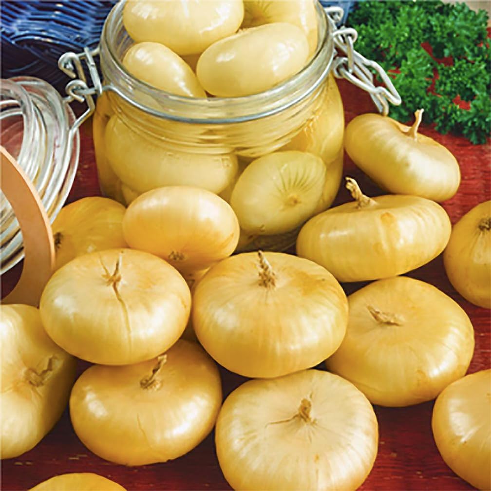 Amazon.com : Cipollini Yellow Onion - Coin Shaped Sweet Onion - 400 ...