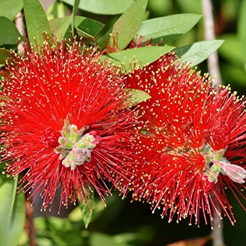 Callistemon 'Red Rocket' von Intragarten Zylinderputzer Strauch Topf ...