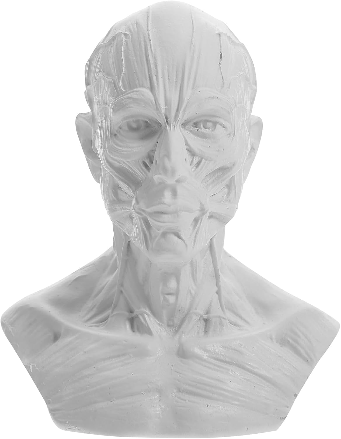 Amazon.com: VICASKY 1:3 Human Model Craft Anatomy Skull Head Muscle ...