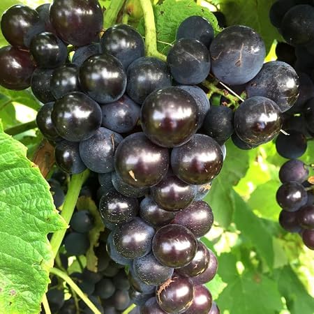 Amazon.com : Black Grape Vine Plant Live Bareroot for Planting 1-2 Year ...