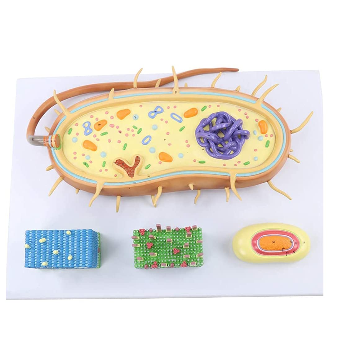 Des Cellules Procaryotes