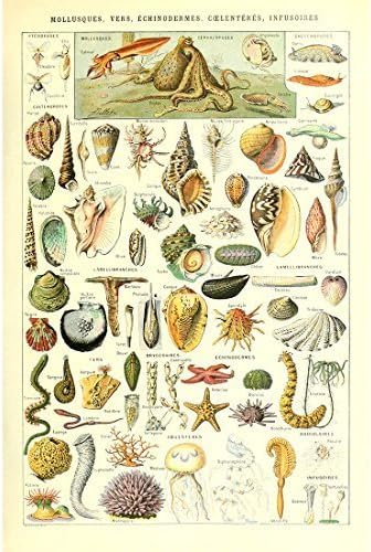 Vintage Poster Print Art Wall Decor Sea Creature Seashell Marine Life ...