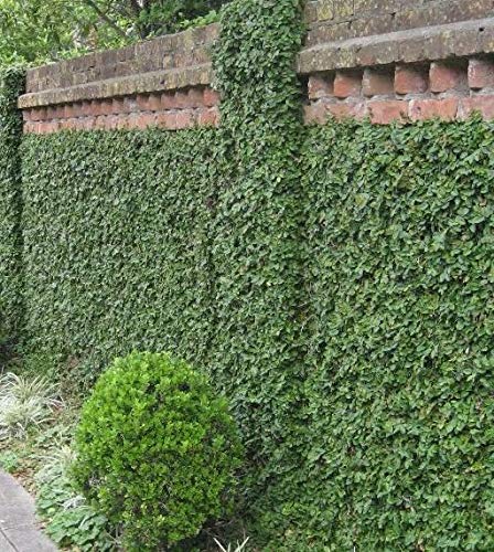 Ficus Pumila Creeping Fig (minima) Jardines Bonitos, Muros, 60% OFF