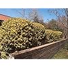 Amazon.com : Ligustrum Japonicum Howardi - 10 Live Plants - Privet ...