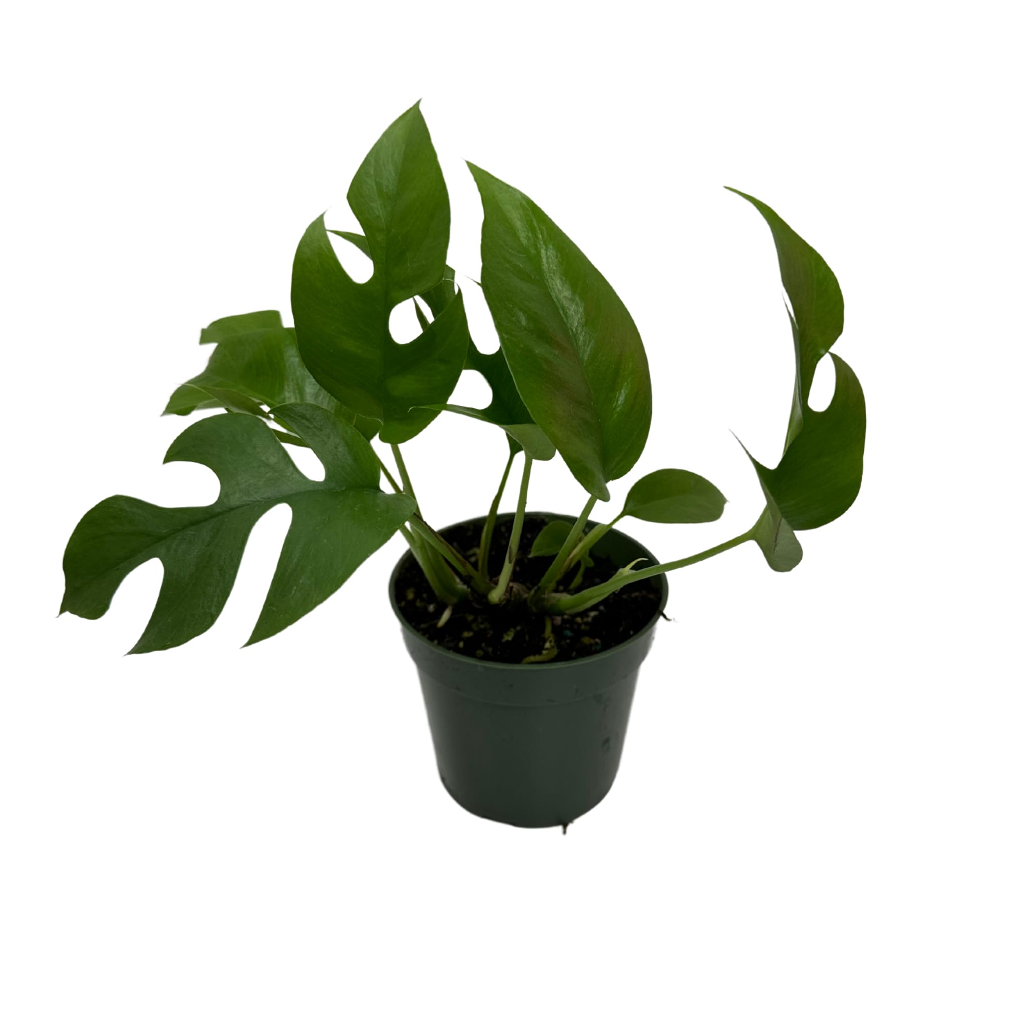 Amazon.com : Mini Monstera Plant Live - Rare Rhaphidophora Tetrasperma ...