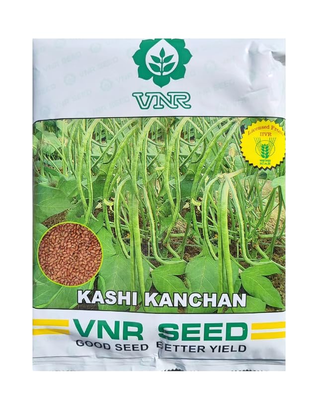 Cow Pea KASHI KANCHAN (500gm) [BE-005] : Amazon.in: Garden & Outdoors