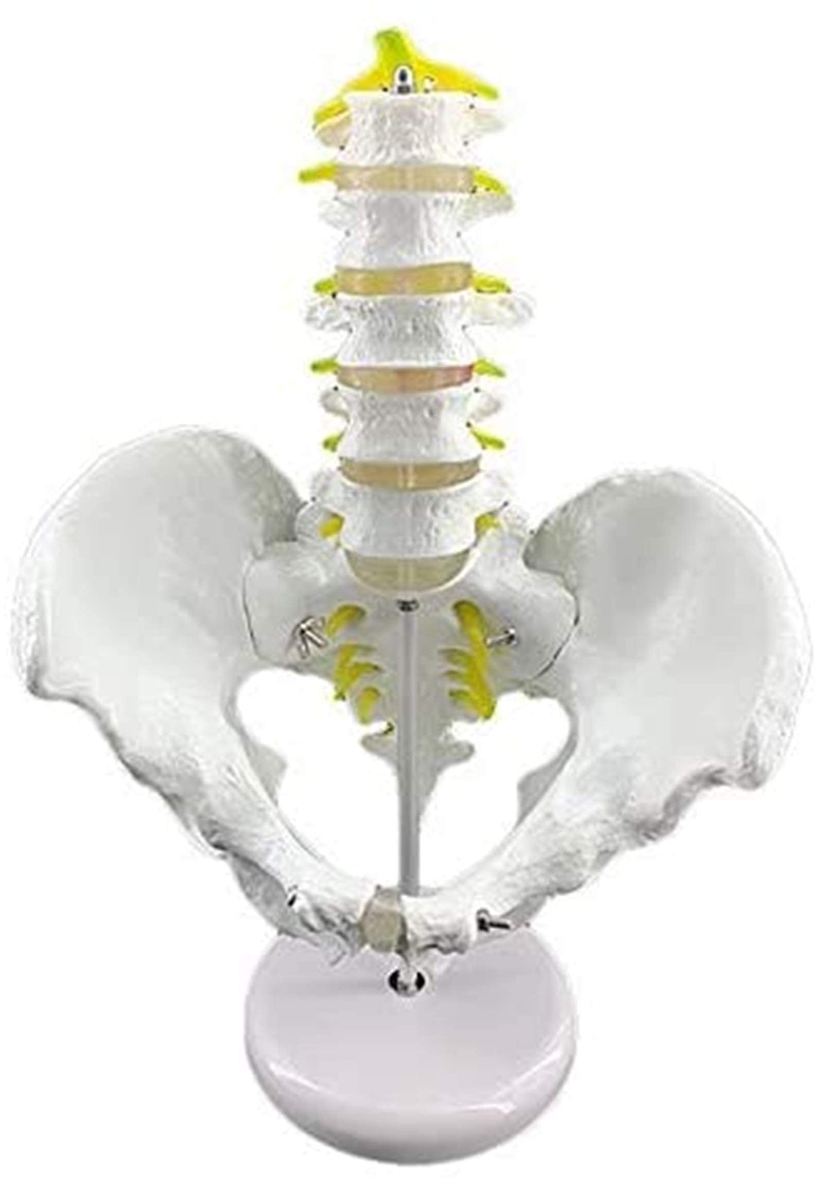 Aipipl Study Model Lumbar Spine With Pelvis Model Anatomy Five ...