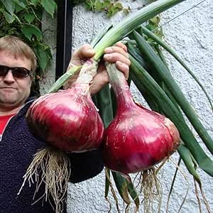 Saterkali Géant Rouge Oignon Échalote Graines, 200 Pcs Géant Oignon ...