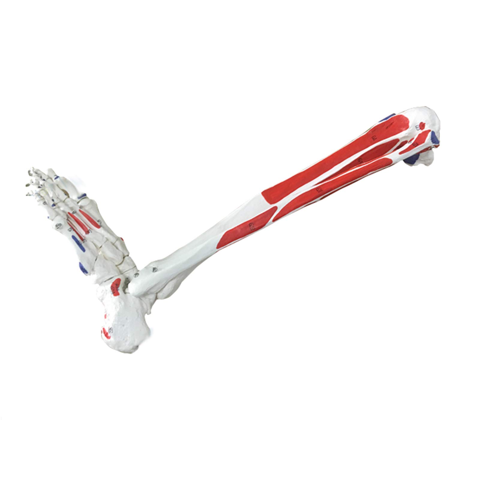 Buy FHUILI Human Leg Skeleton Model - Life-Size Lower Extremity Model ...