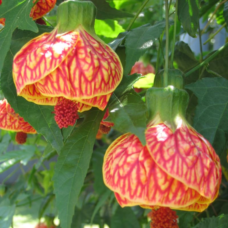 Amazon.com : 3 Orange Abutilon Plants Live to Grow 4 to 6 Inch Tall ...