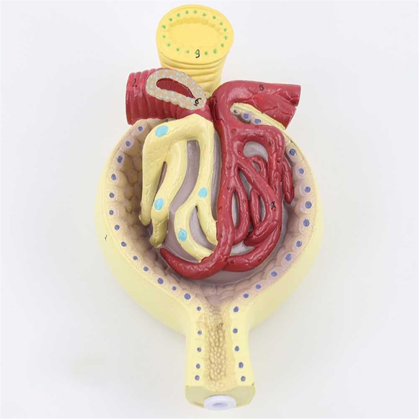 Kidney Model Anatomy