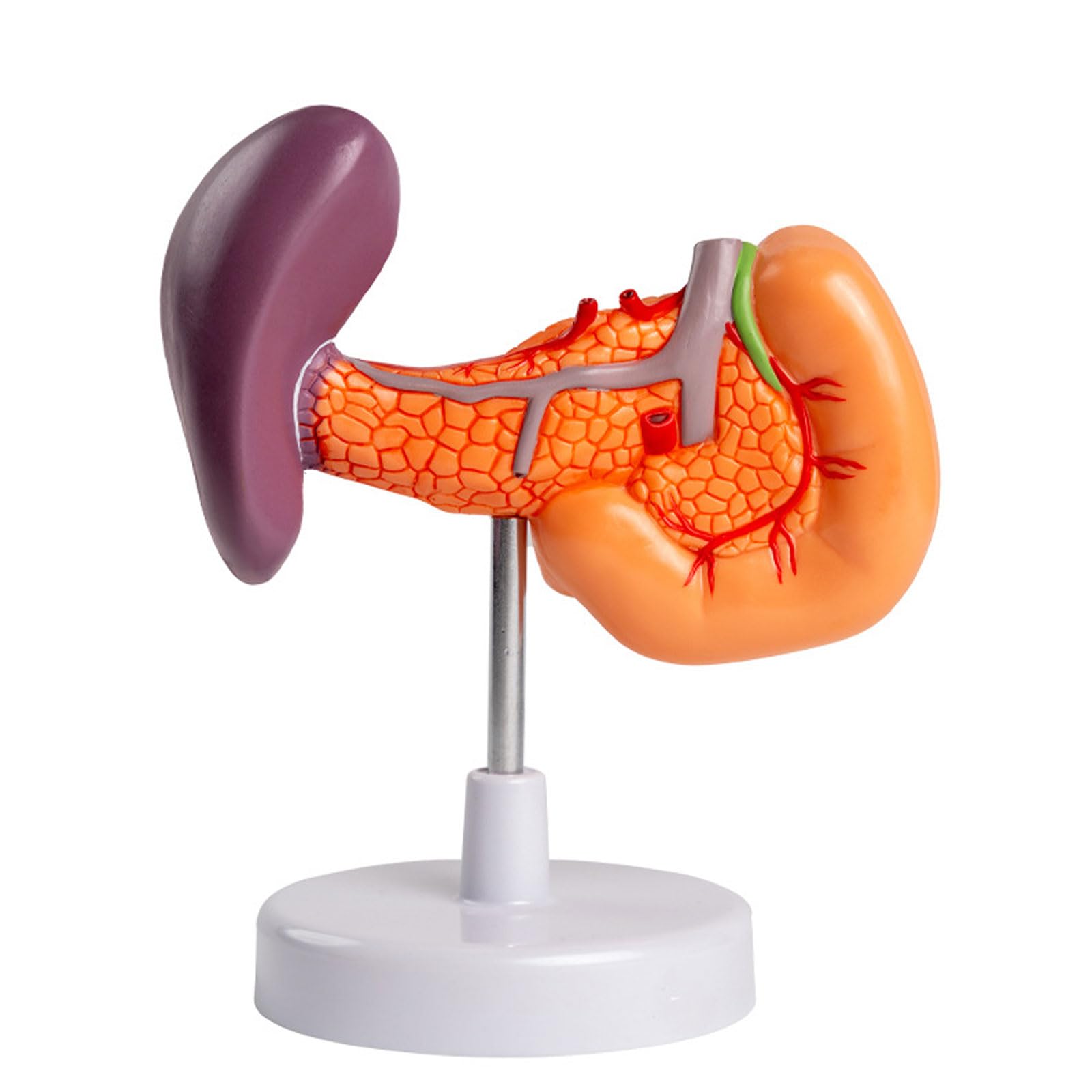 Human Pancreas A Drawing Of A Human Pancreas | Premium AI Generated