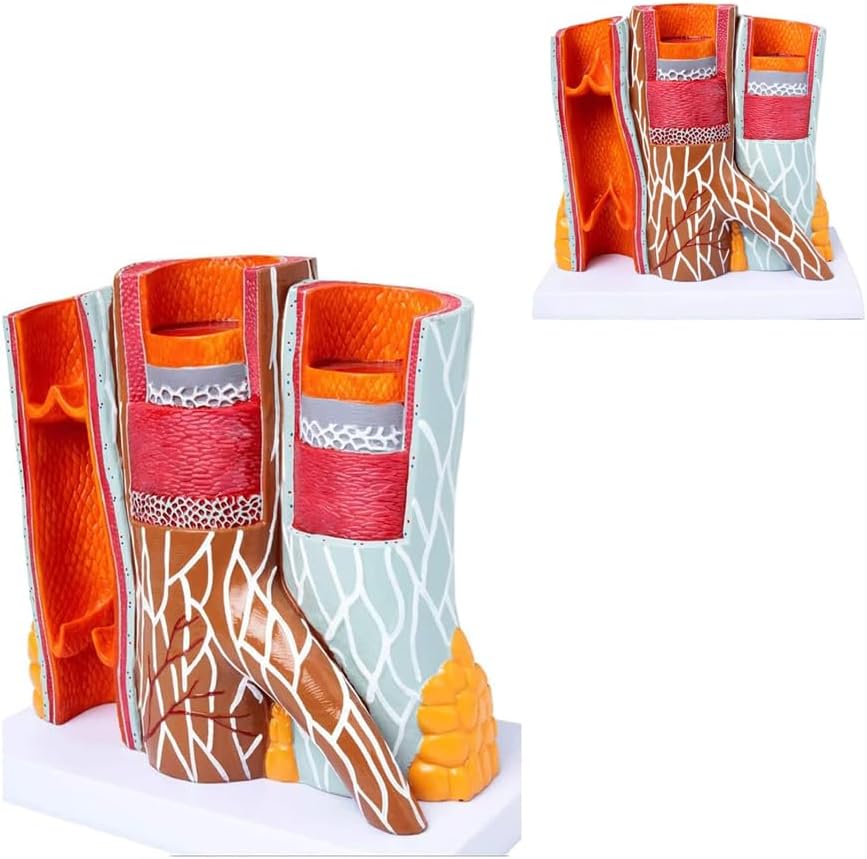 Teaching Model tools,Human Arteriovenous Model Anatomy Model 14 X Blood ...