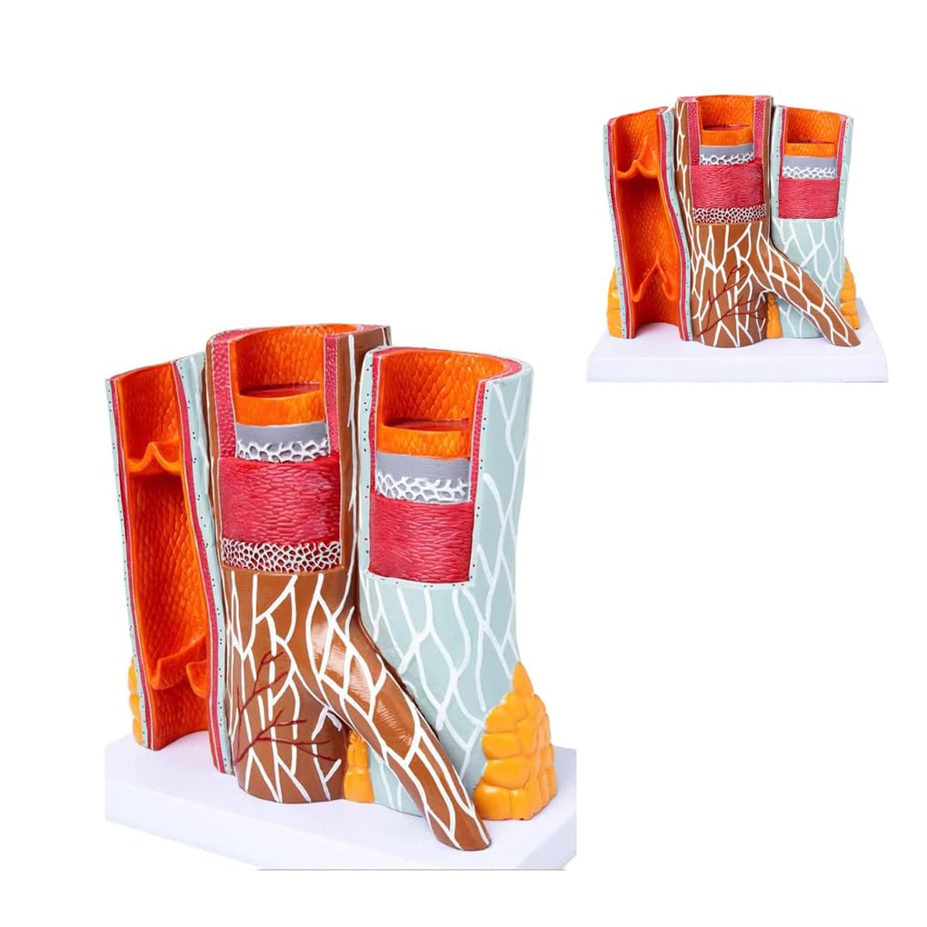 Teaching Model tools,Human Arteriovenous Model Anatomy Model 14 X Blood ...