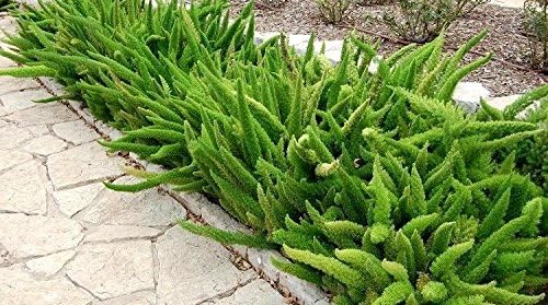 Amazon.com : Asparagus Densiflorus Meyersii Succulent 5 Seeds~ Meyeri ...