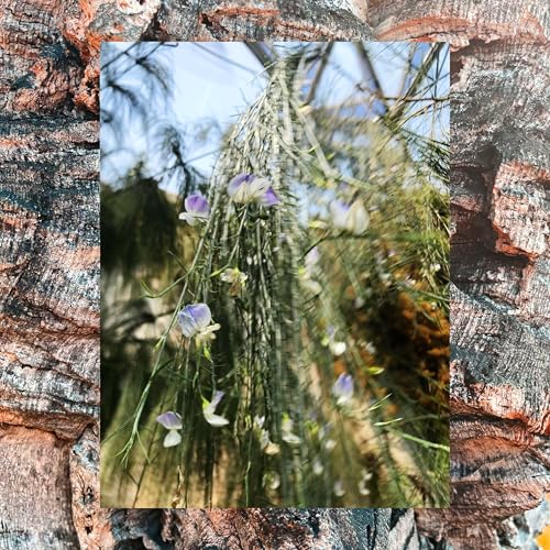 Amazon MusicでSam JuddのSunphaseを再生する