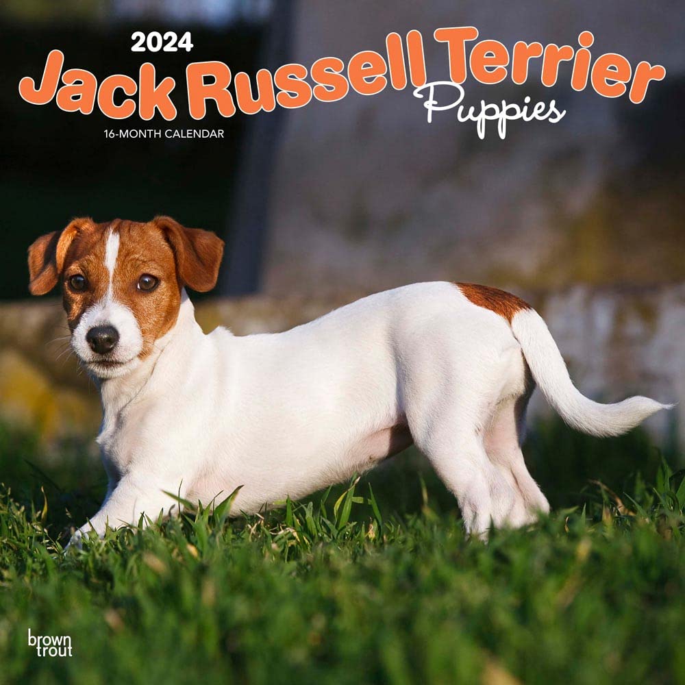 Jack Russell Terrier Puppies A Complete Guide To Jack Russel Terrier
