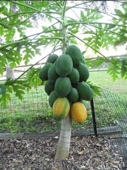Dwarf Papaya Hybrid Fruit Plant Seeds, Thai Variety, Pack of 15 (Dwarf ...