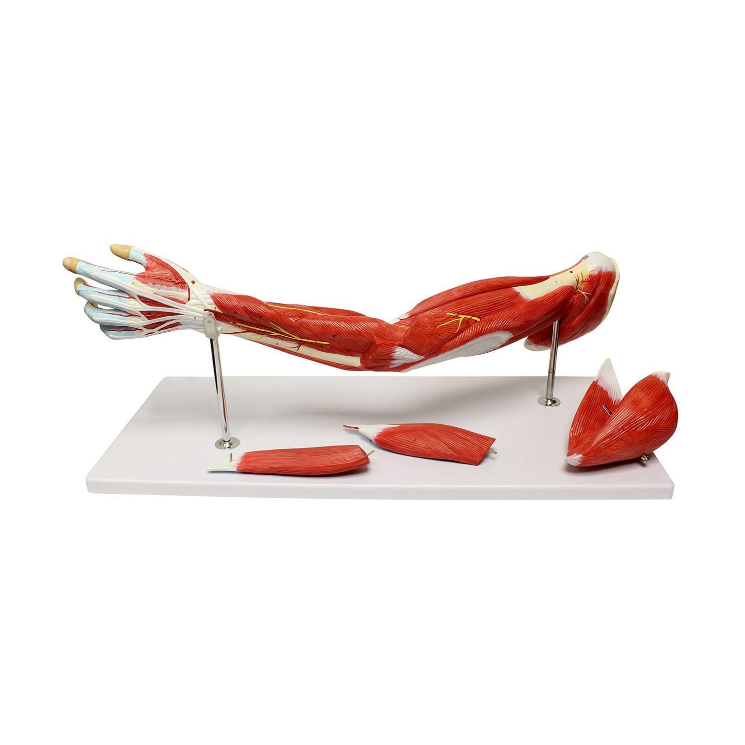 Buy 1:1 Human Arm Anatomical Muscle Model Anatomy Arm Model – Shoulder ...