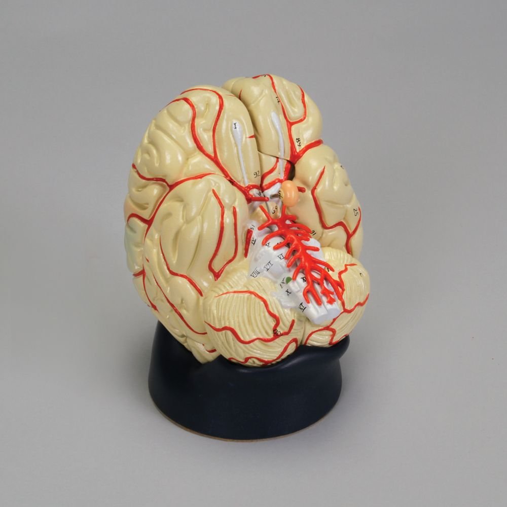 Buy Denoyer-Geppert Deluxe Human Brain with Arterial Blood Supply Model ...