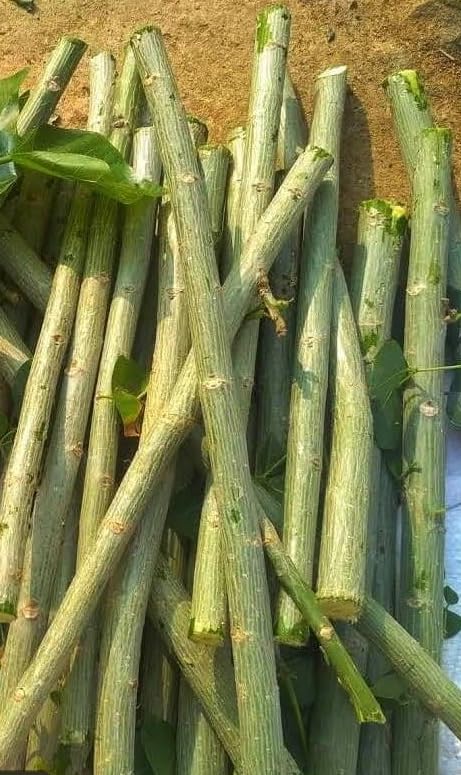 KALYANA MURUNGAI Stems For Plantation (SOODU KOTTAI/ERYTHRINA VARIEGATA ...