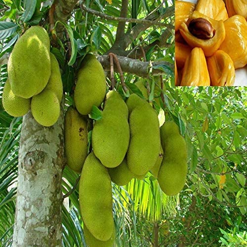 Healthy Vibe Plants Jack fruit plant -Honey Panasa (Grafted) - Fruit ...