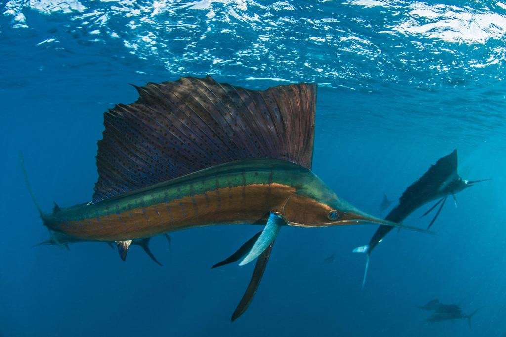 Amazon.com: Sailfish Feeding on Sardine Isla Mujeres Mexico Photo ...