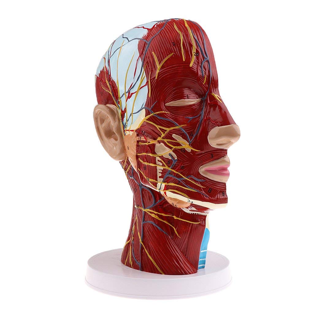 Xiezi Human Anatomical Model Human Head Model Anatomy Model Features ...