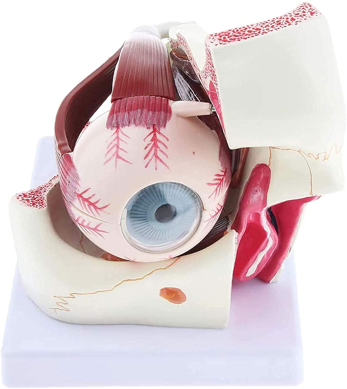 Buy JRZTC Eye Model, Eyeball Anatomy Model Magnification Removable ...