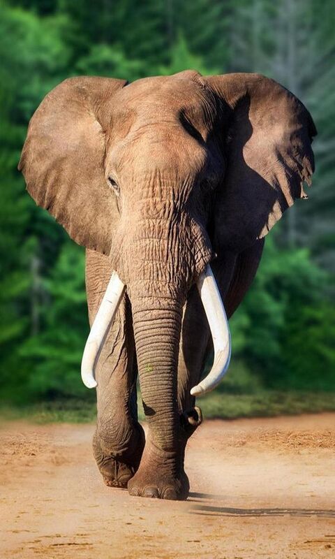 Elephant Wallpaper HD - App on Amazon Appstore
