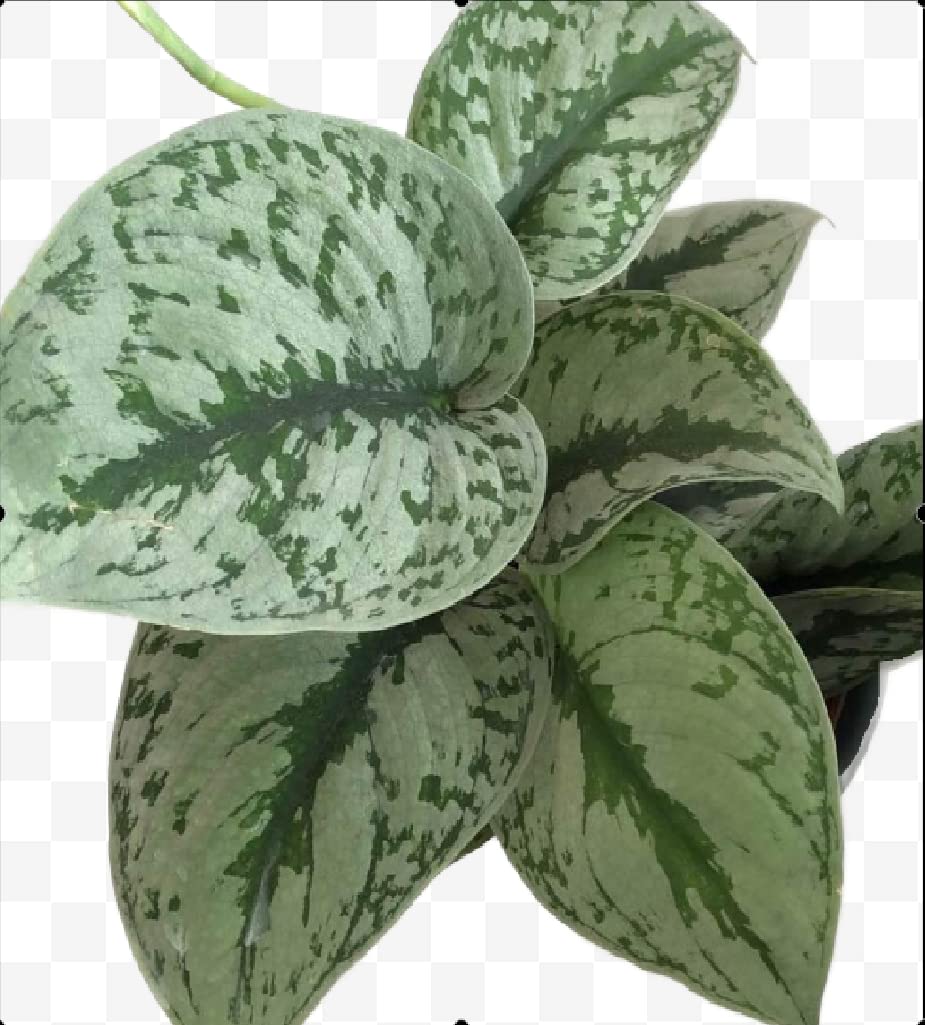 The Four Seasons Scindapsus Pictus Exotica | Satin Exotica Pothos ...