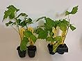 Amazon.com : Raspberry Plants "Glencoe" (Purple) Includes 4 Plants ...